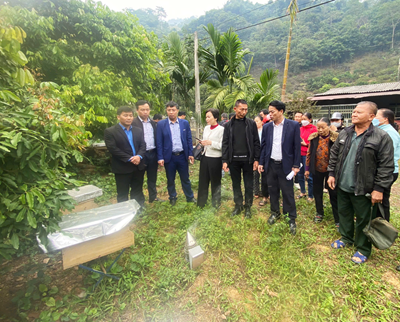 Lào Cai: Hiệu quả mô hình nuôi ong lấy mật