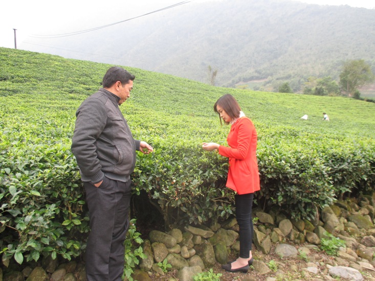 Thái Nguyên: Hiệu quả từ mô hình thâm canh chè vụ đông