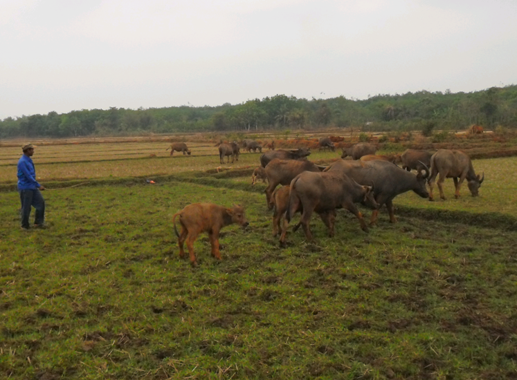 Bình Phước: Hỗ trợ phát triển đàn trâu vùng đồng bào dân tộc thiểu số