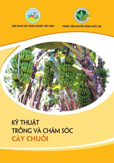 Kỹ thuật trồng và chăm sóc cây chuối